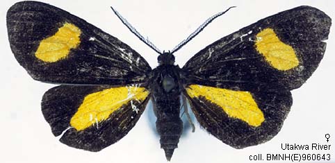 Papua Insects Foundation (Lepidoptera/Geometridae(Ennominae)/Ctimene ...